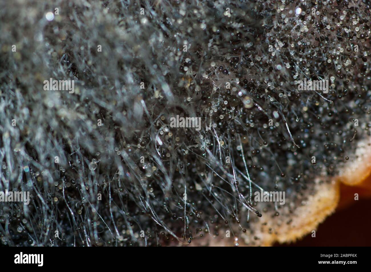 Moldy tomato, black mold Stock Photo - Alamy