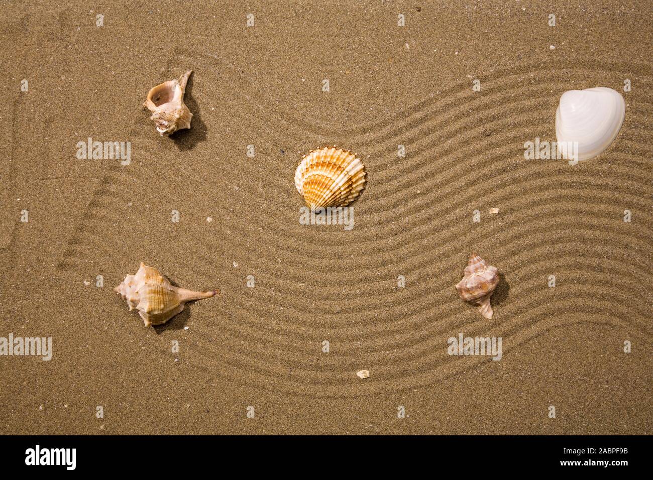 Muschel sand hi-res stock photography and images - Alamy