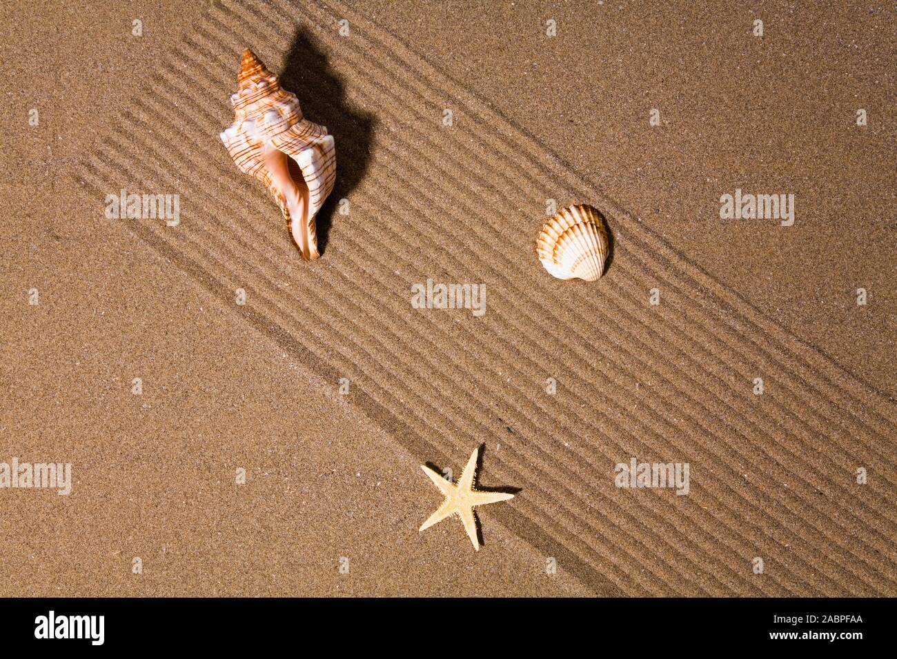 Muscheln am strand hi-res stock photography and images - Alamy