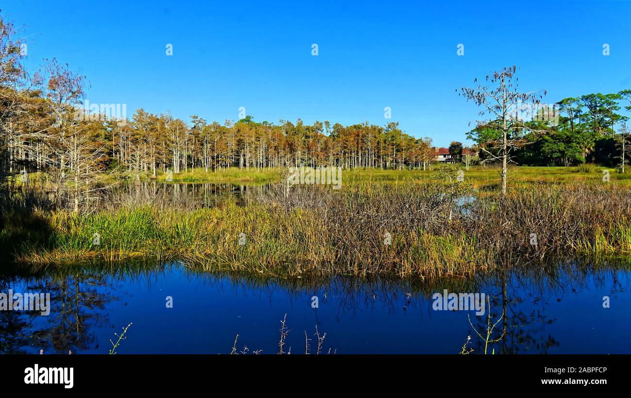 Blue skies and spanish moss hi-res stock photography and images - Alamy