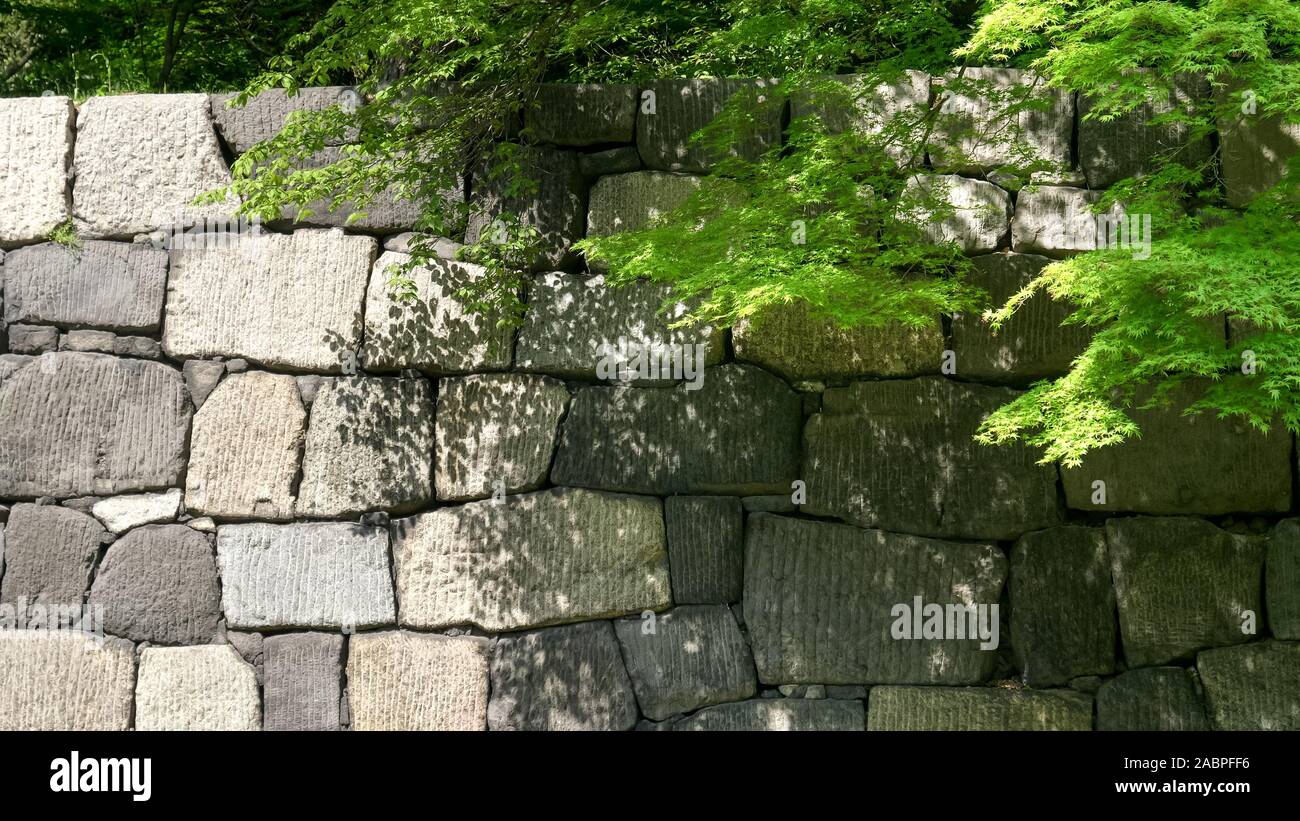 a close up of an ancient stone wall and a ginko tree at the imperial ...