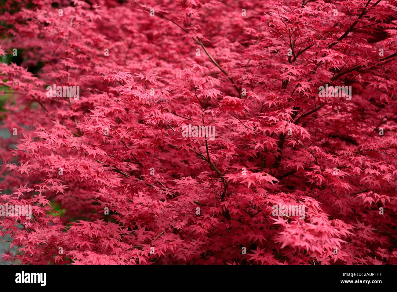 acer palmatum otome zakura ,scarlet red,leaves,foliage,spring colour ...