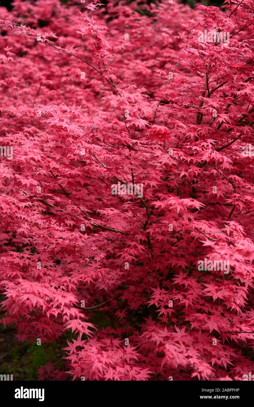 Acer palmatum otome zakura red hi-res stock photography and images - Alamy