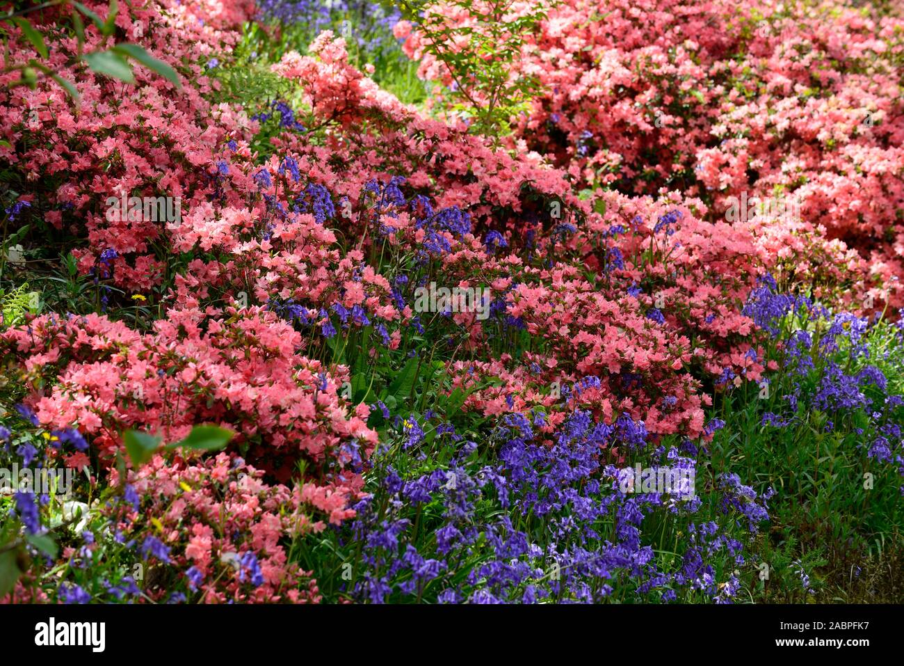 Blue azalea flowers hi-res stock photography and images - Alamy