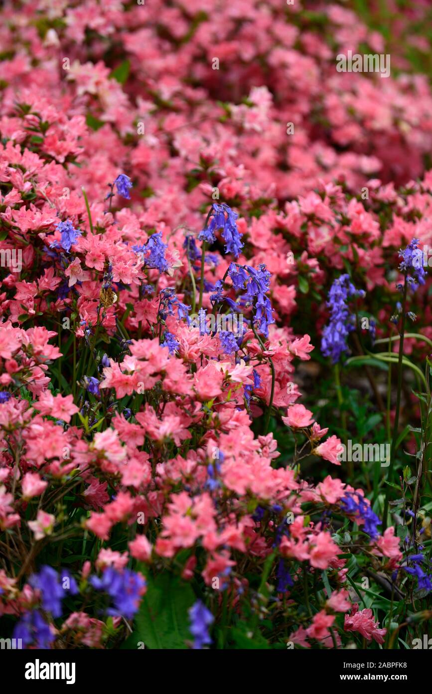Blue azalea flowers hi-res stock photography and images - Alamy
