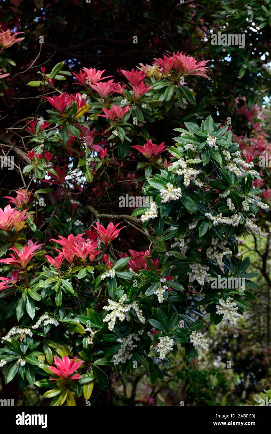 pieris leaves,foliage,new growth,pink shoots,pink tipped new growth ...