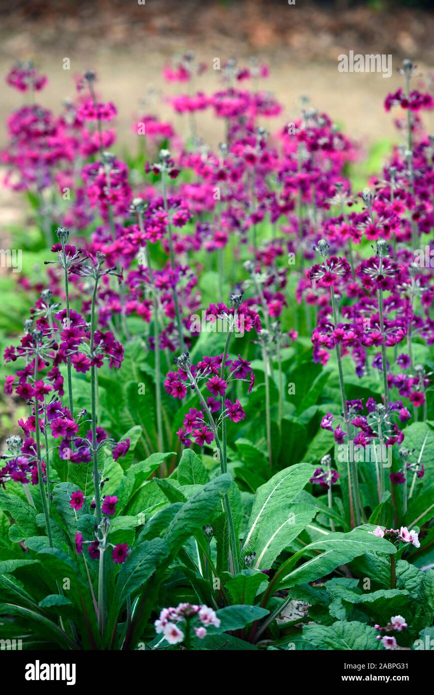 primula millers crimson,wood,woodland,shade,shaded,shady,bog,boggy,RM ...
