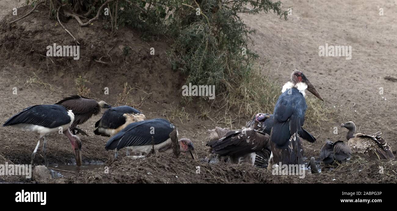 Scavenging birds including hooded vultures (Necrosyrtes monachus ...