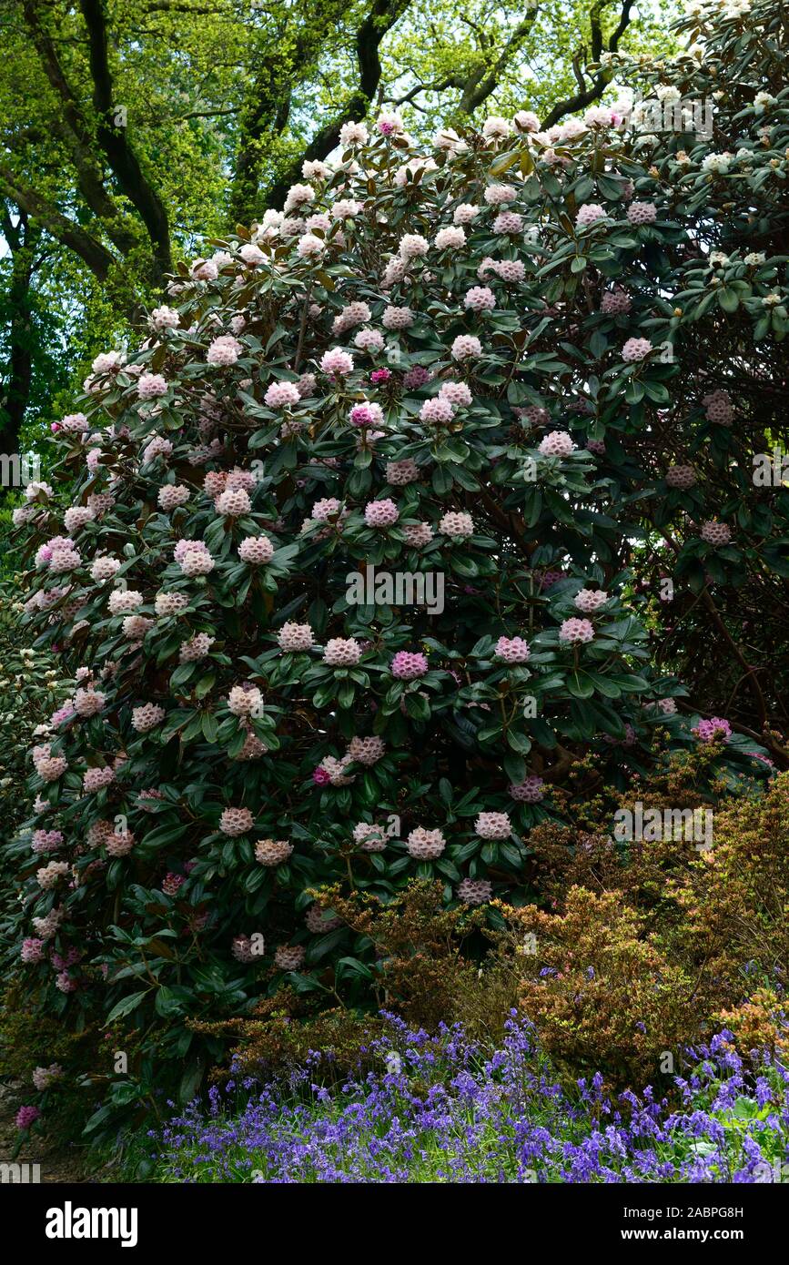 Mix of trees hi-res stock photography and images - Alamy