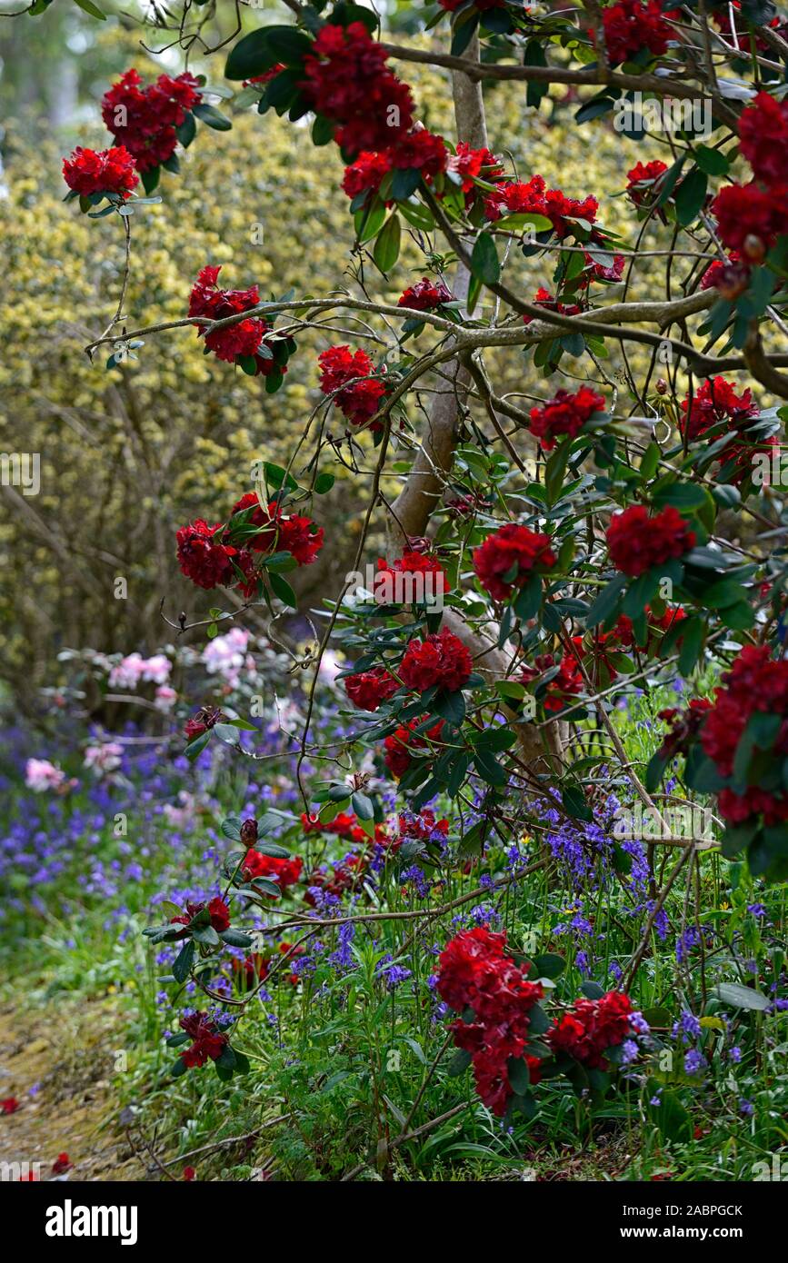 Queen of flowering trees hi-res stock photography and images - Alamy