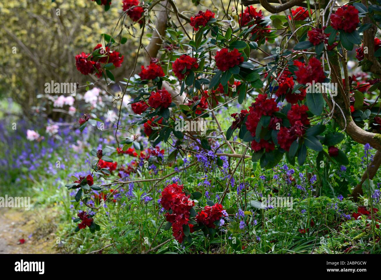 Rhododendron Queen Of Hearts,crimson red flowers,flower,flowering,tree ...