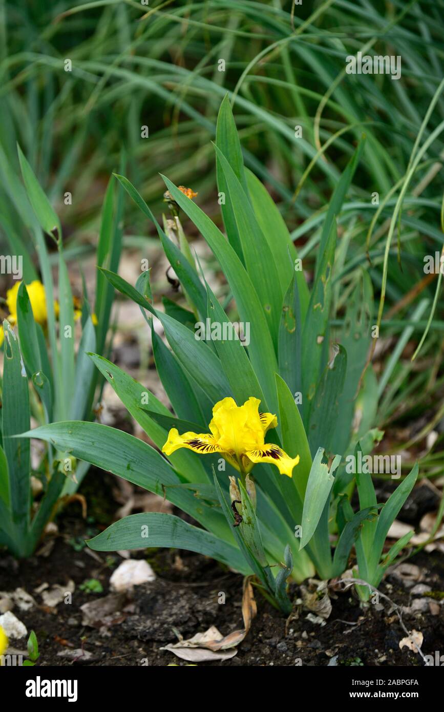 Standard Dwarf Bearded Iris ,Iris Eyebright,yellow,flowers,flowering ... Standard Dwarf Bearded Iris ,Iris Eyebright,yellow,flowers,flowering ...
