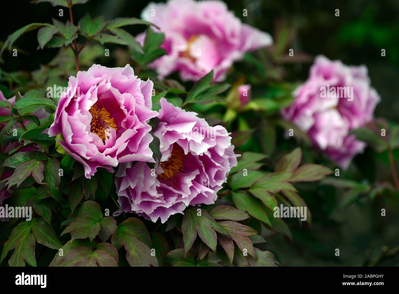 Pink tree peonies hi-res stock photography and images - Alamy