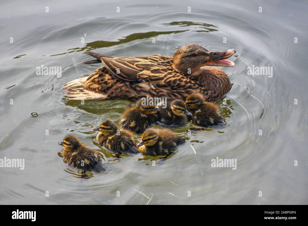 Mallard duck Mother with six baby ducklings quacking swimming in water ...
