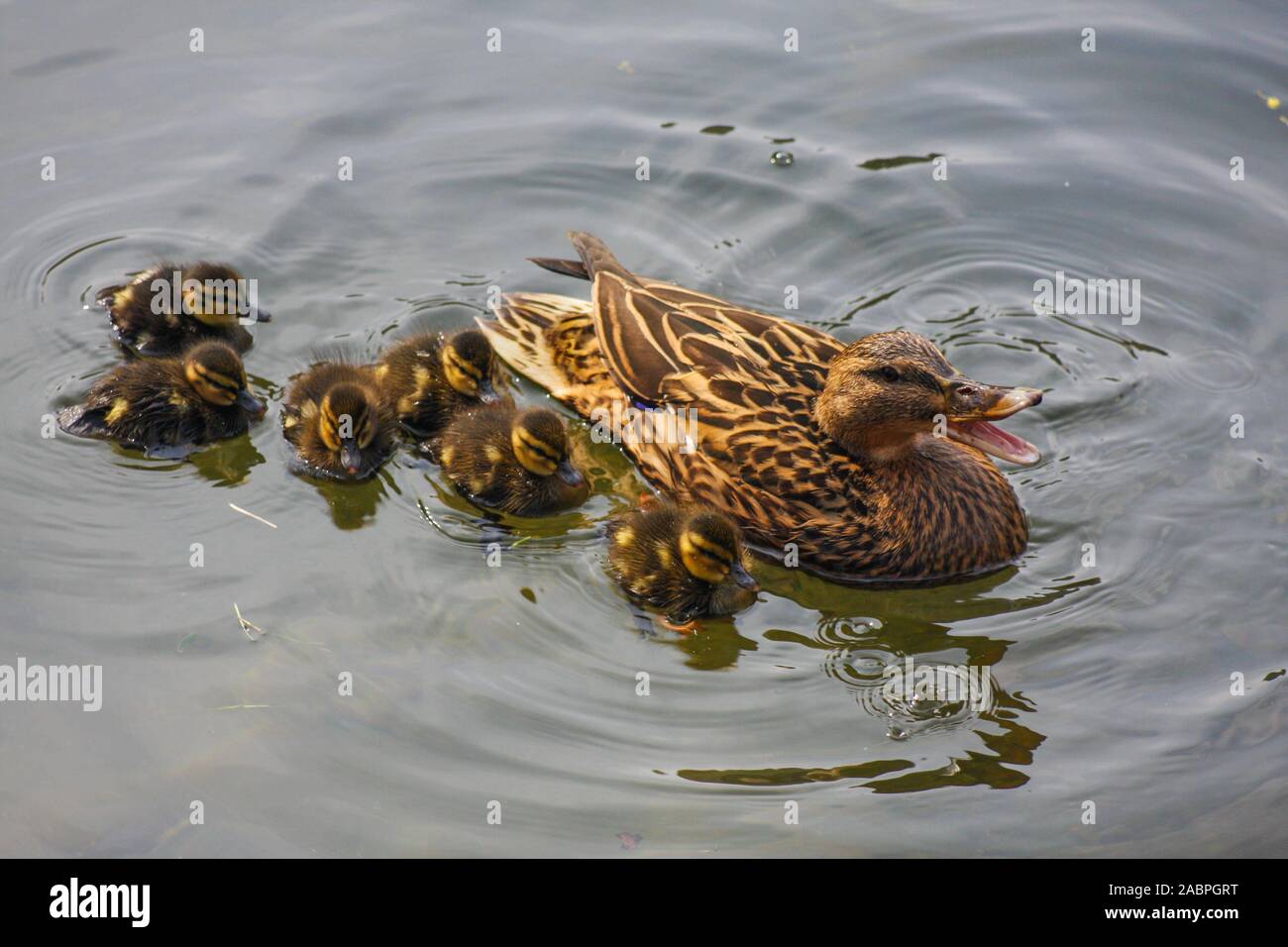Mallard duck, Anas platyrhynchos, mother calling out quacking to six ...