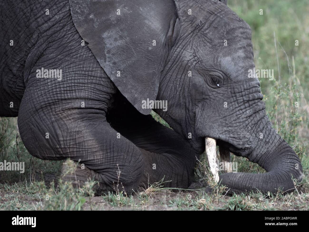 Elephant kneeling hi-res stock photography and images - Alamy