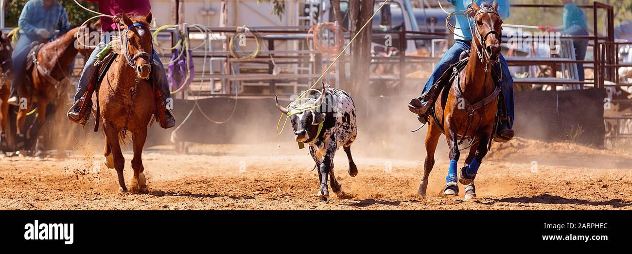 Calf being lassoed in a team calf roping event by cowboys at a country ...