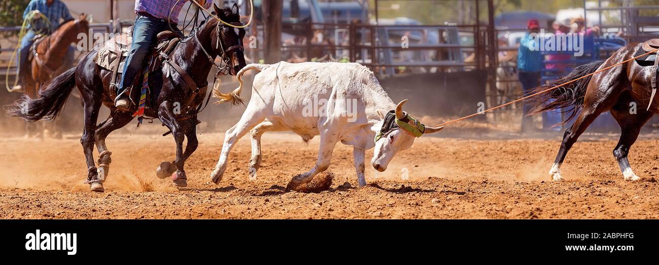 Calf being lassoed in a team calf roping event by cowboys at a country ...