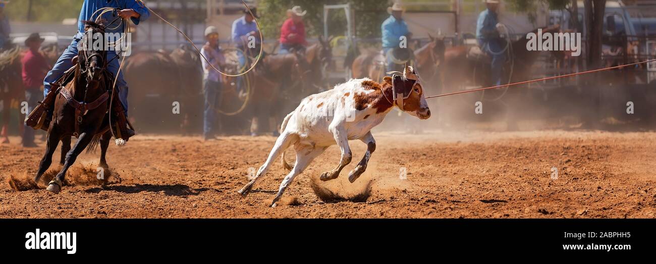 Calf being lassoed in a team calf roping event by cowboys at a country ...