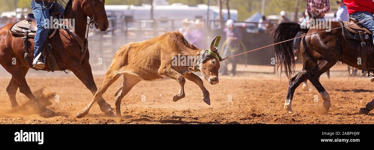 Calf being lassoed in a team calf roping event by cowboys at a country ...