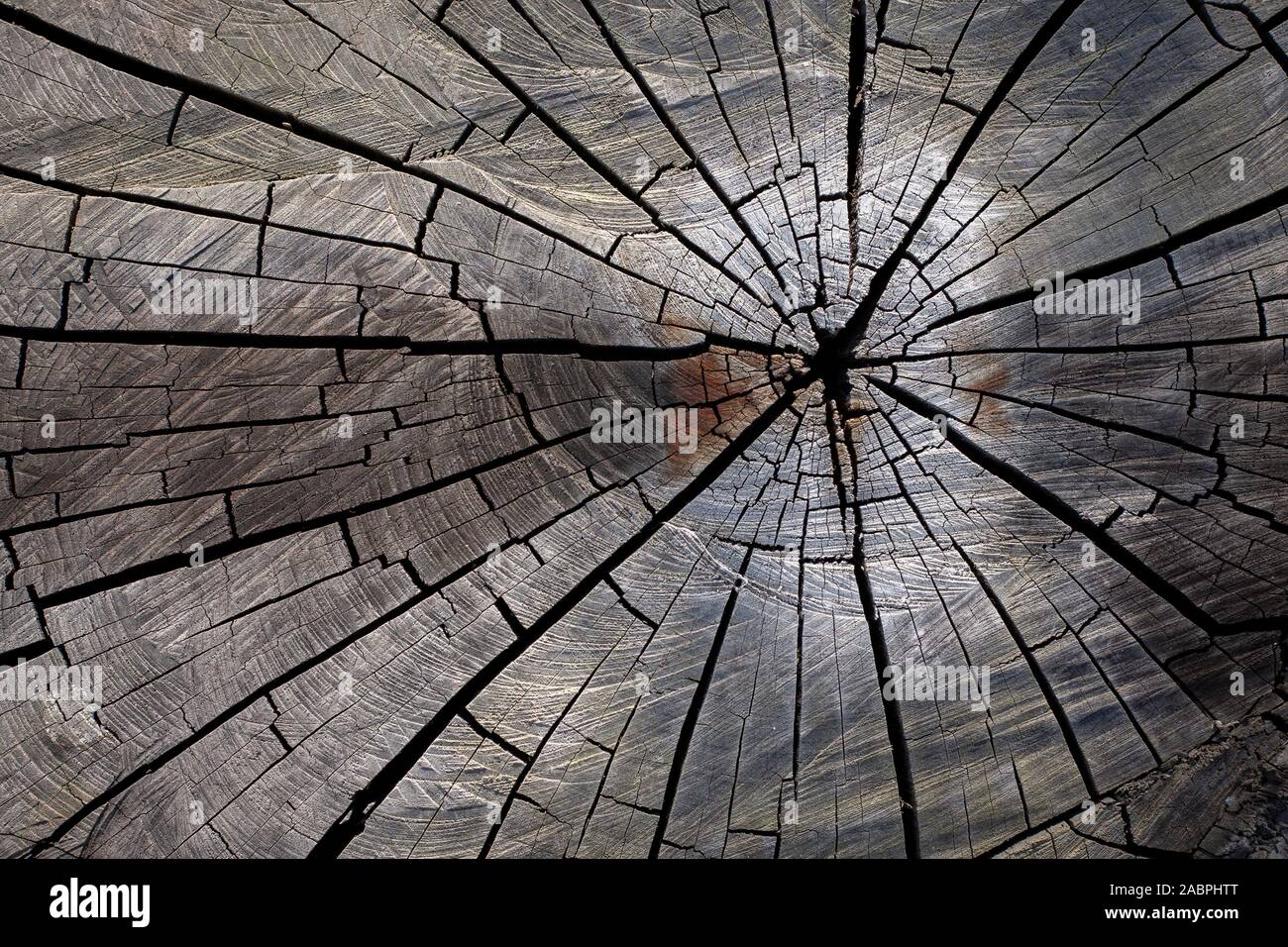 cross section of a tree Stock Photo - Alamy