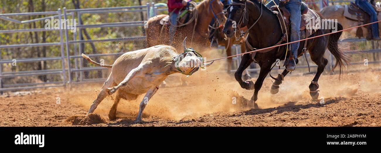 Calf being lassoed in a team calf roping event by cowboys at a country ...
