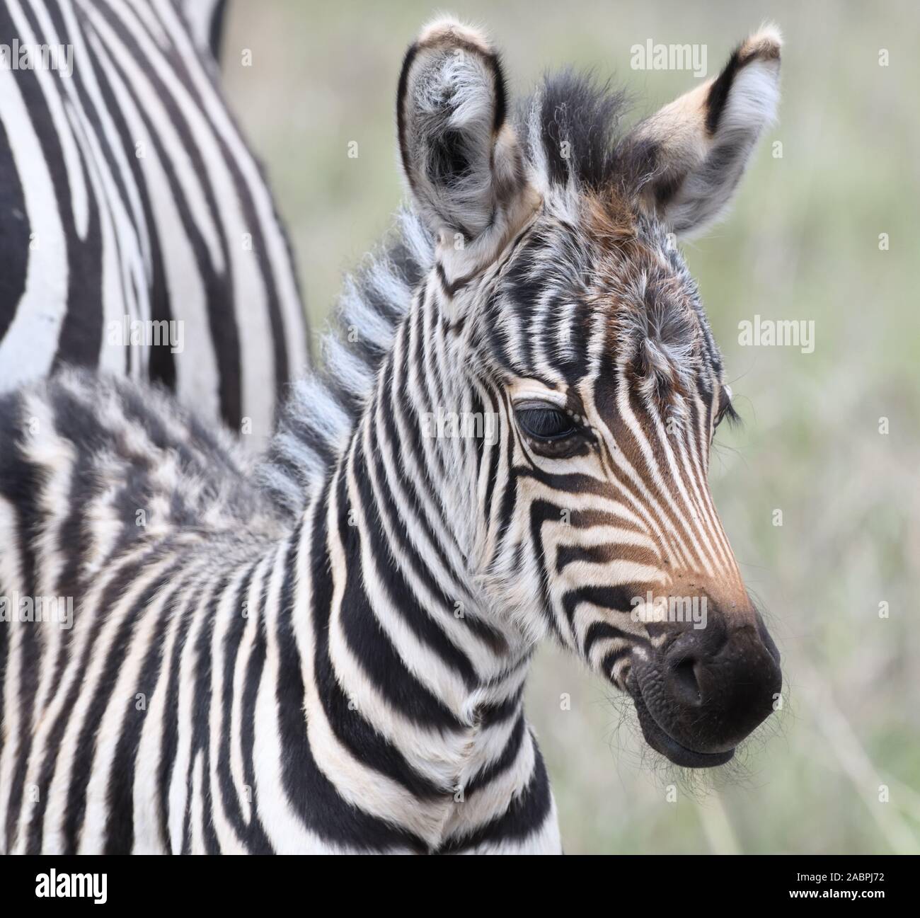 Serengeti zebra grass hi-res stock photography and images - Alamy