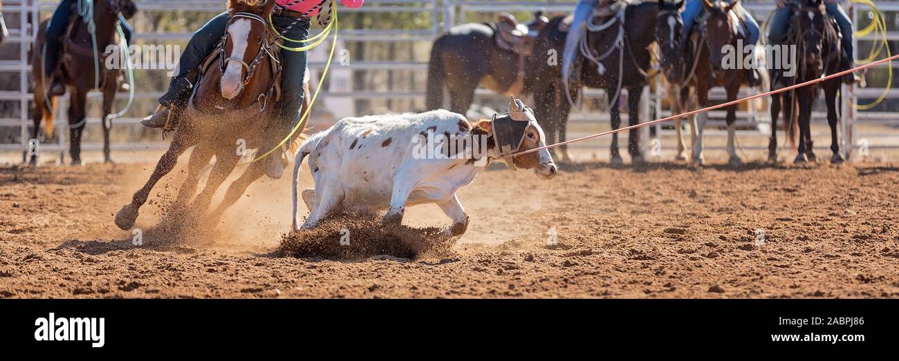 Calf being lassoed in a team calf roping event by cowboys at a country ...