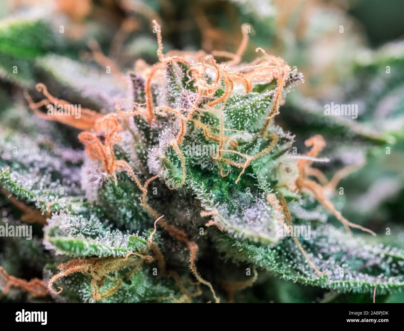 HDR close up shot of a cannabis plant blossom Stock Photo - Alamy