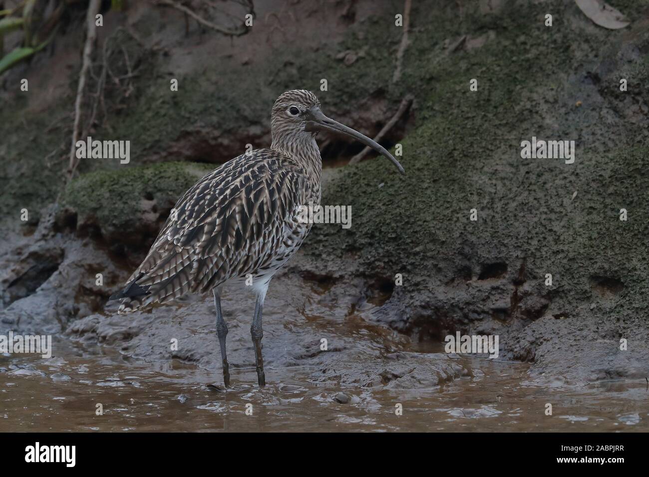 Common curlew hi-res stock photography and images - Alamy