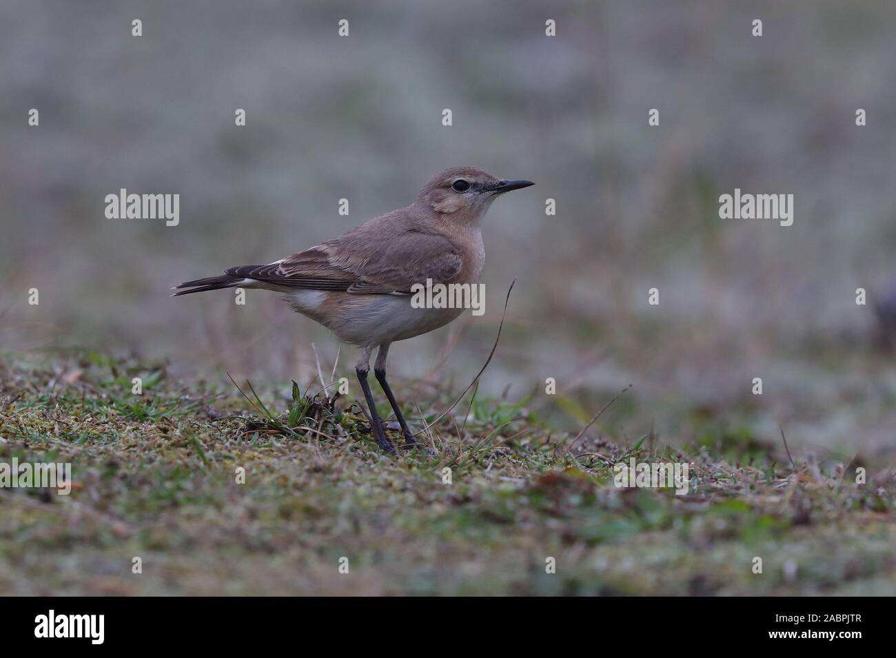 Wheatear england hi-res stock photography and images - Alamy