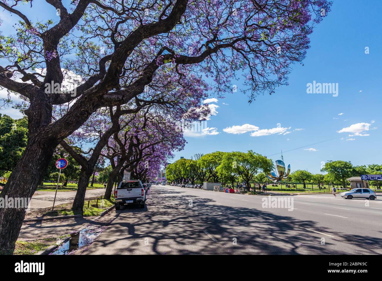 Jacaranda buenos aires hi-res stock photography and images - Alamy