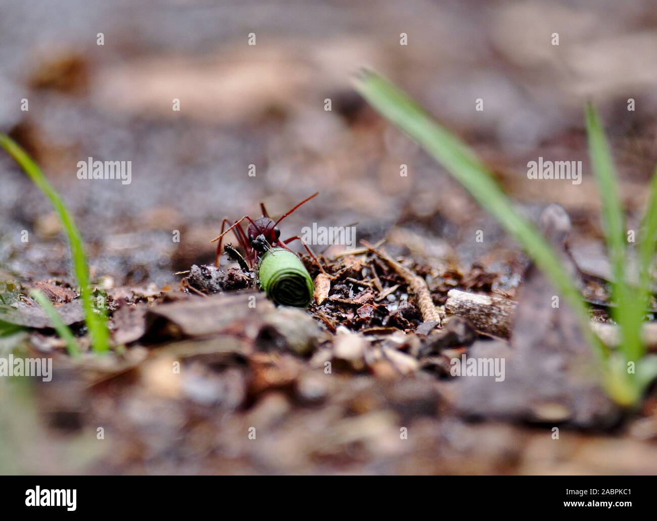 Fire ant hi-res stock photography and images - Alamy