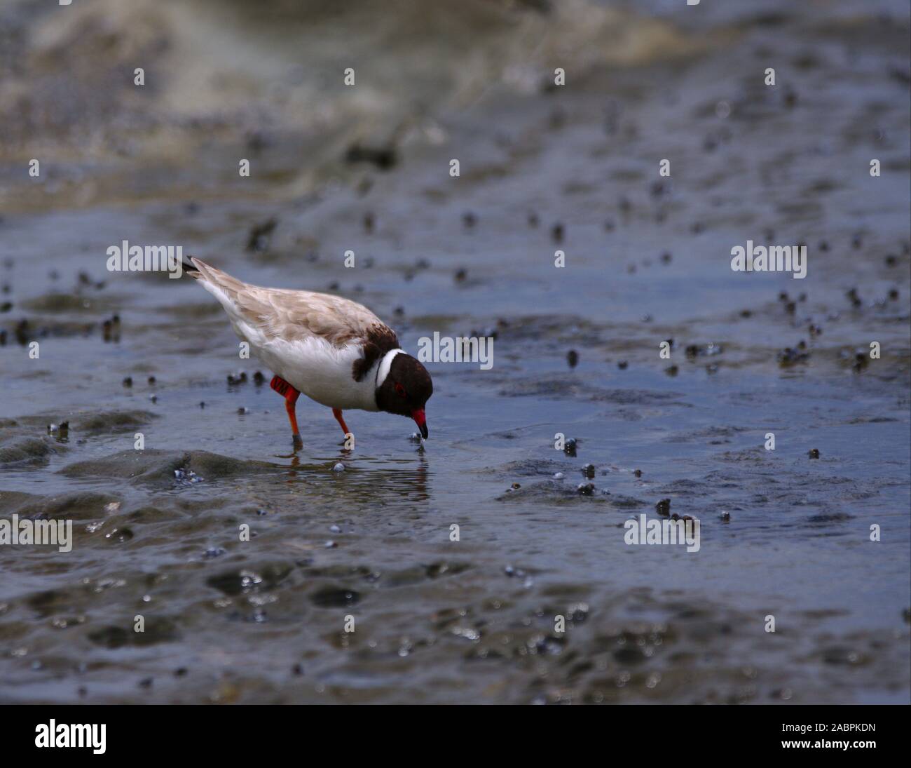 Australian plover hi-res stock photography and images - Alamy