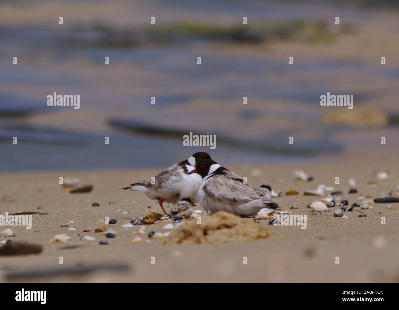 A male and female hooded plover on the beach watching over their two ...