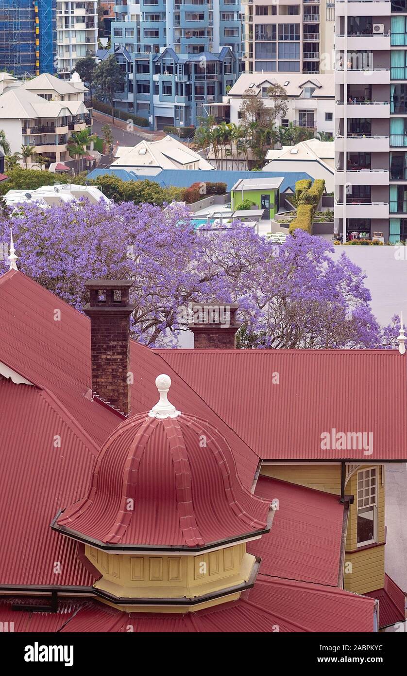 Top view purple jacaranda tree hi-res stock photography and images - Alamy