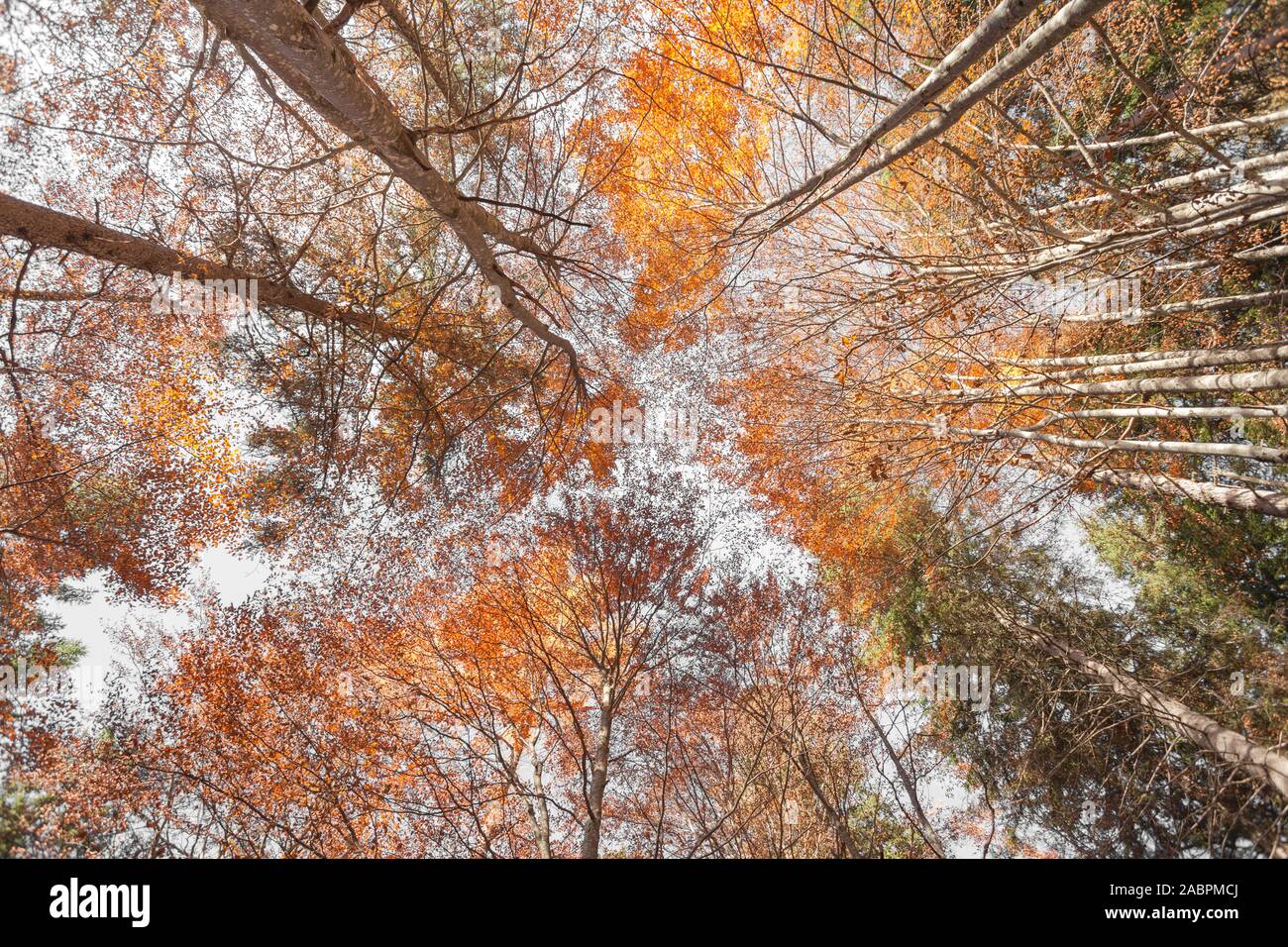 foliage inside an Italian forest at fall Stock Photo - Alamy