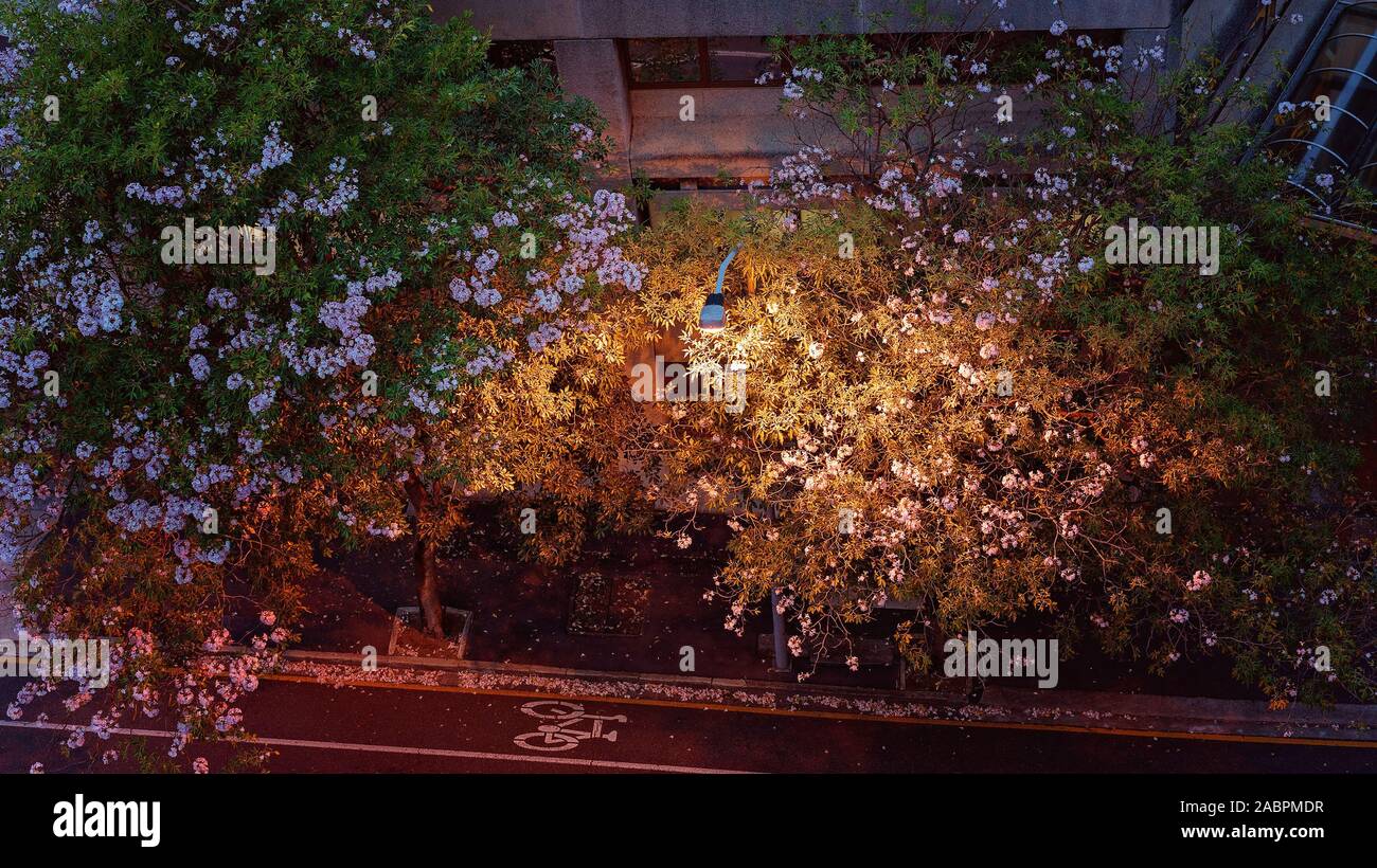 Brightly lit trees hi-res stock photography and images - Alamy