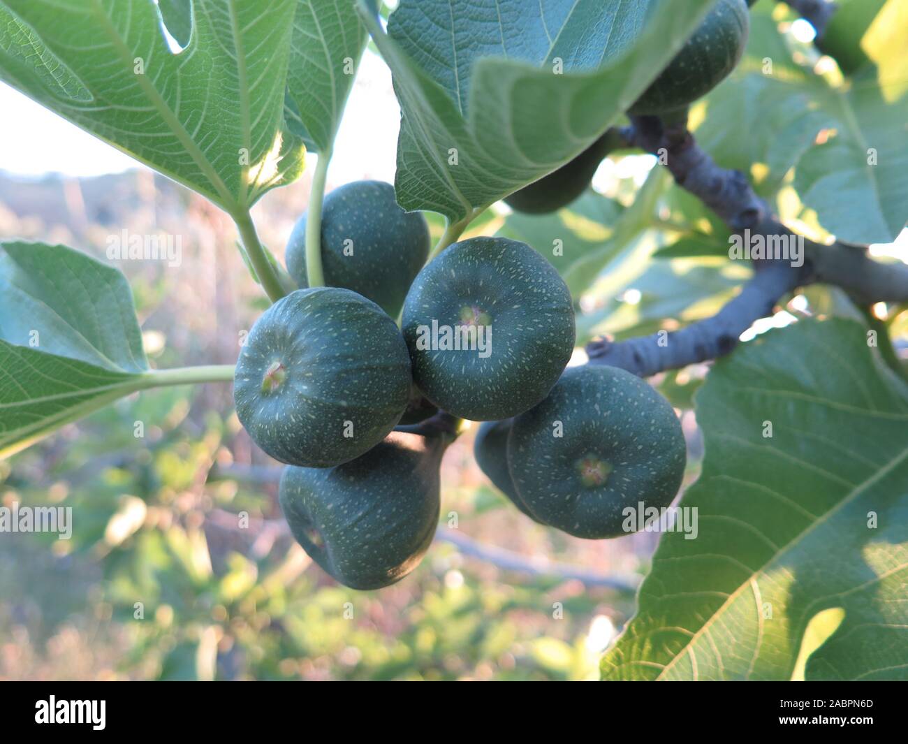 Figs on tree hi-res stock photography and images - Alamy