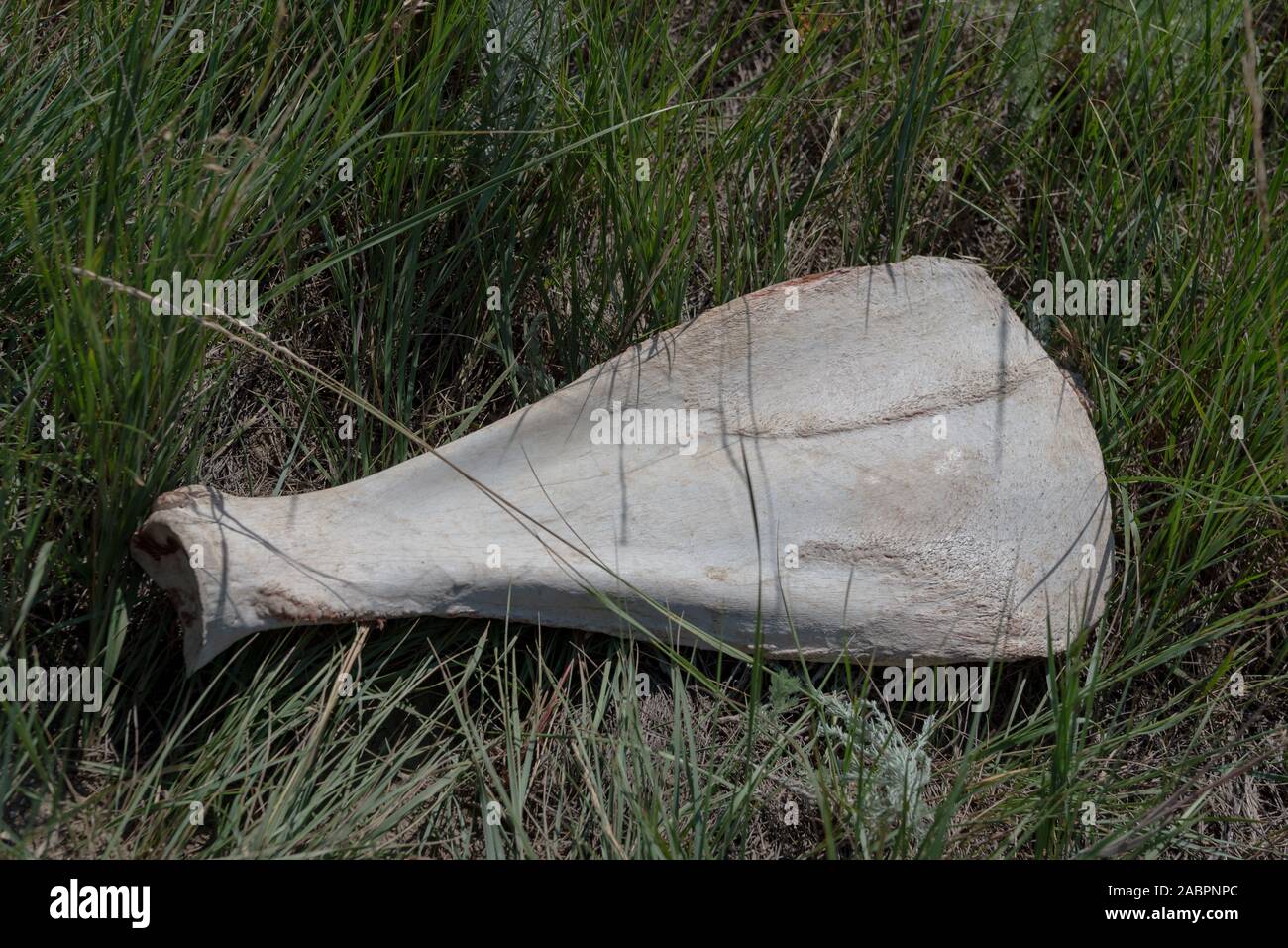 Bison foot hi-res stock photography and images - Alamy