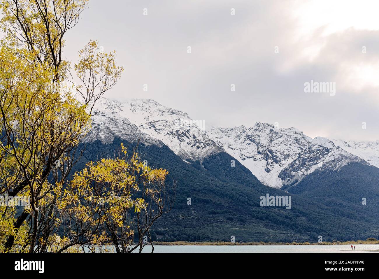 Snow capped mountain range framed by the yellow foliage of a tree on a ...