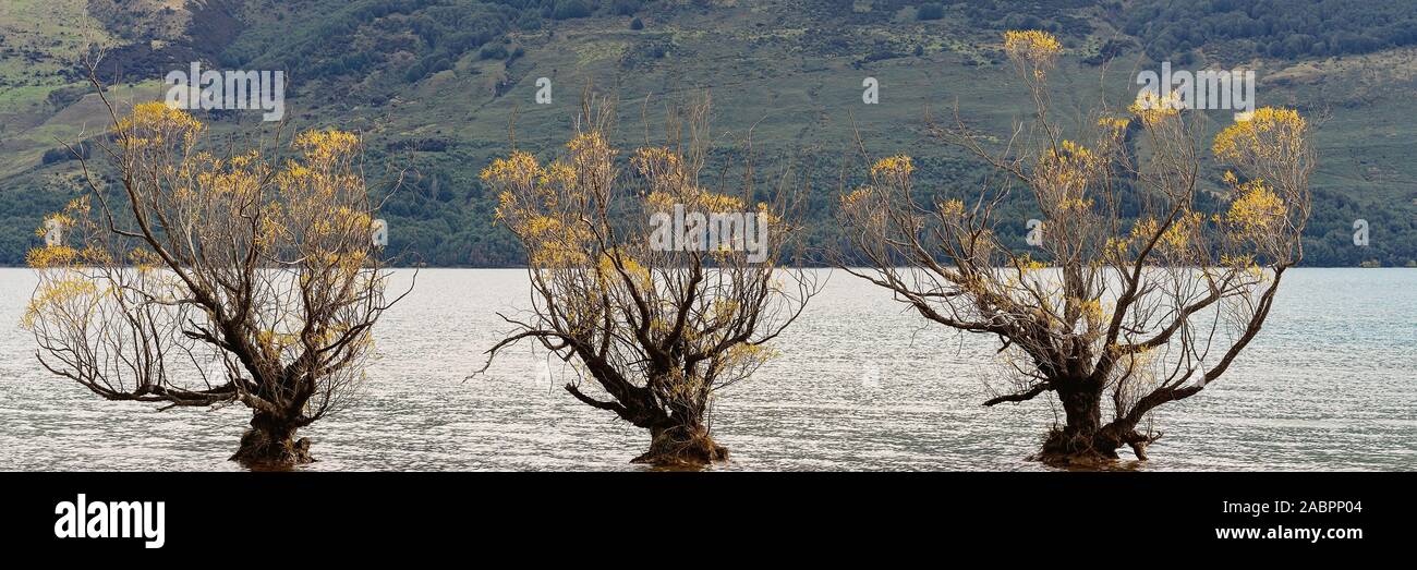 Three trees standing in a row in a lake Stock Photo - Alamy
