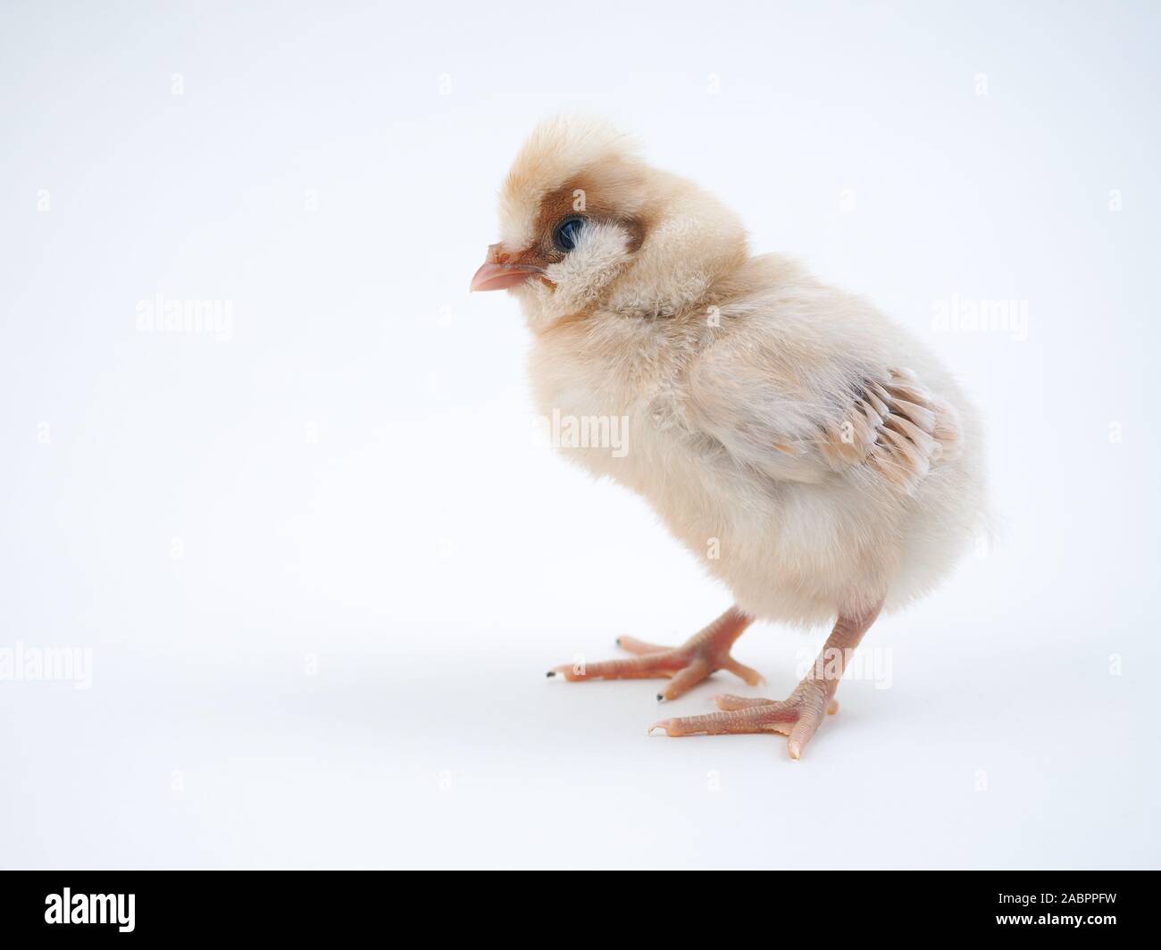Chicken Paduan High Resolution Stock Photography and Images - Alamy