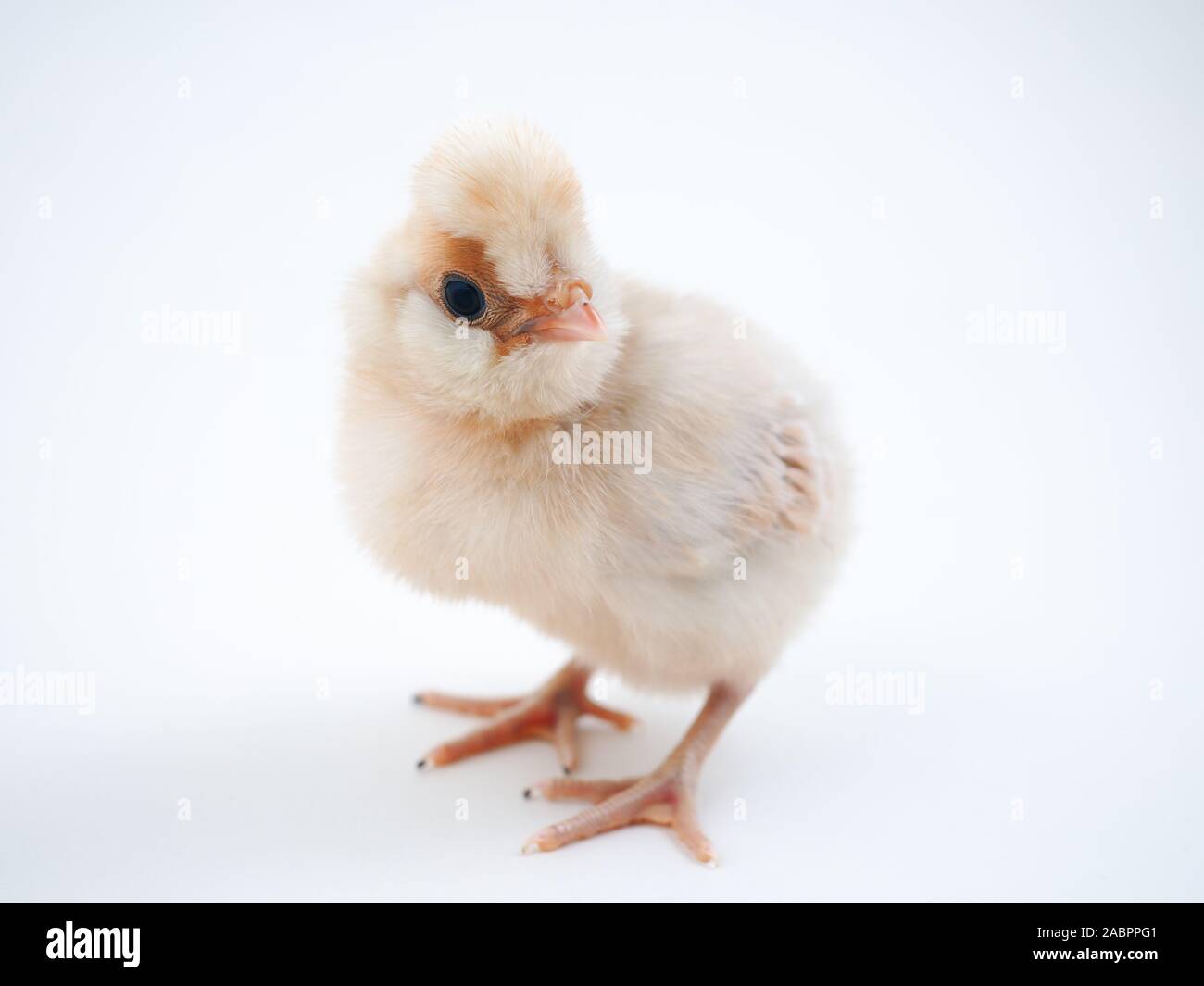 Chicken paduan hi-res stock photography and images - Alamy