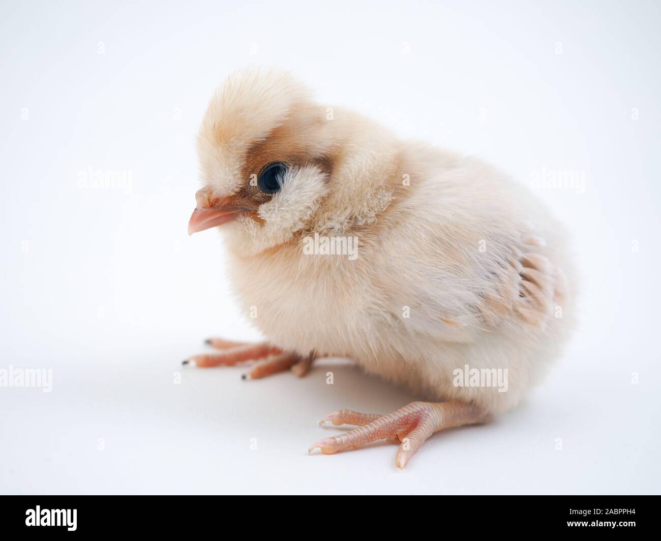 Chicken Paduan High Resolution Stock Photography and Images - Alamy