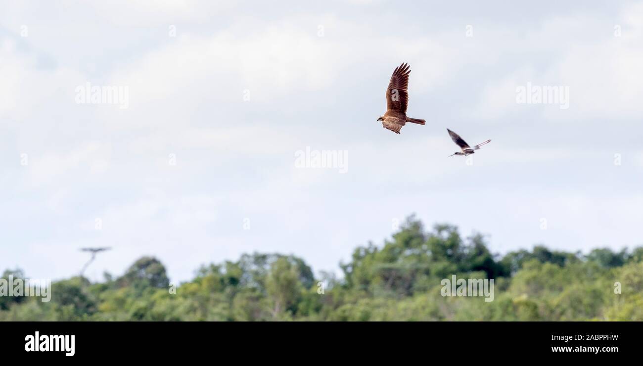African marsh harrier hi-res stock photography and images - Alamy
