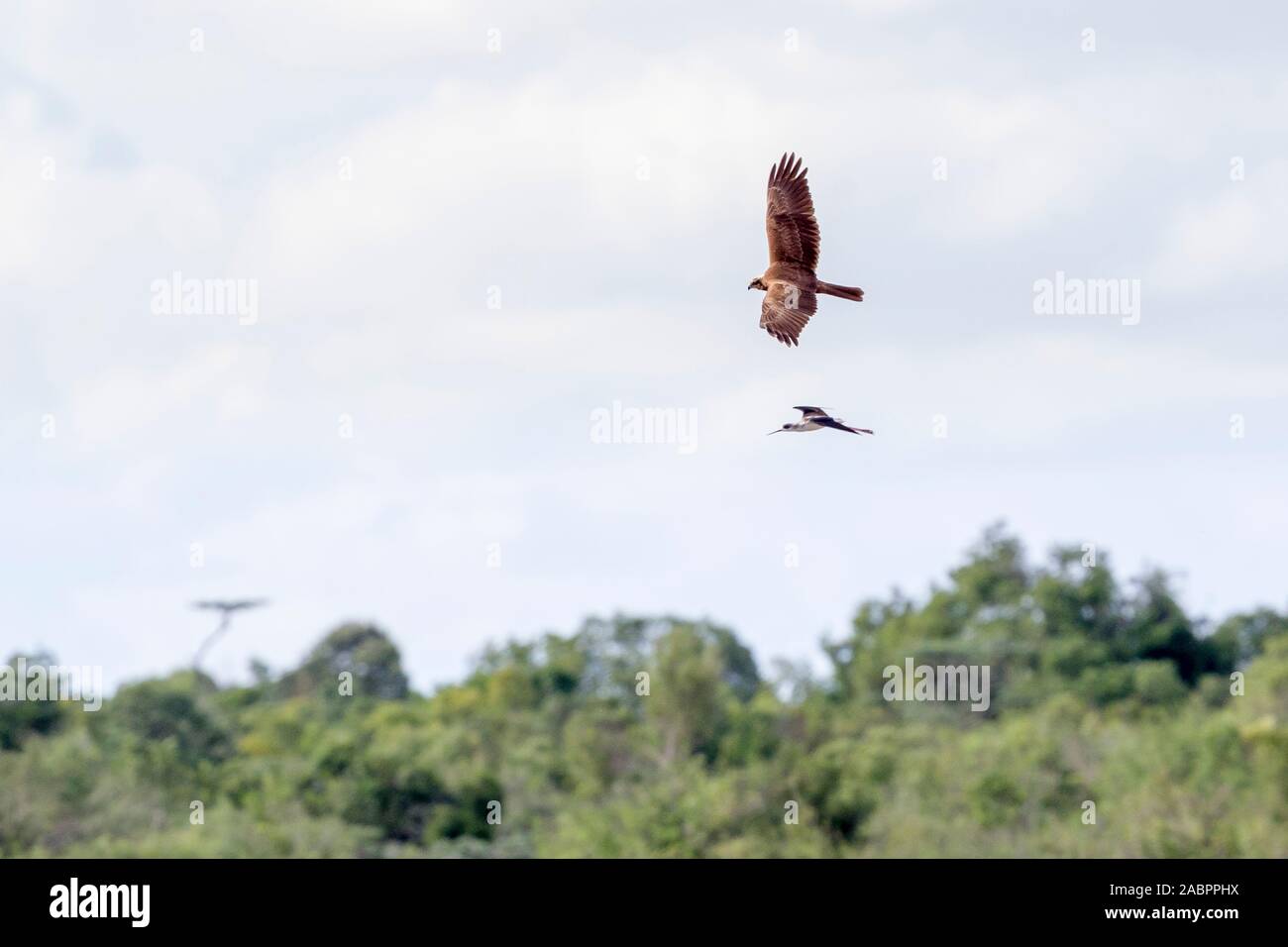 African marsh harrier hi-res stock photography and images - Alamy