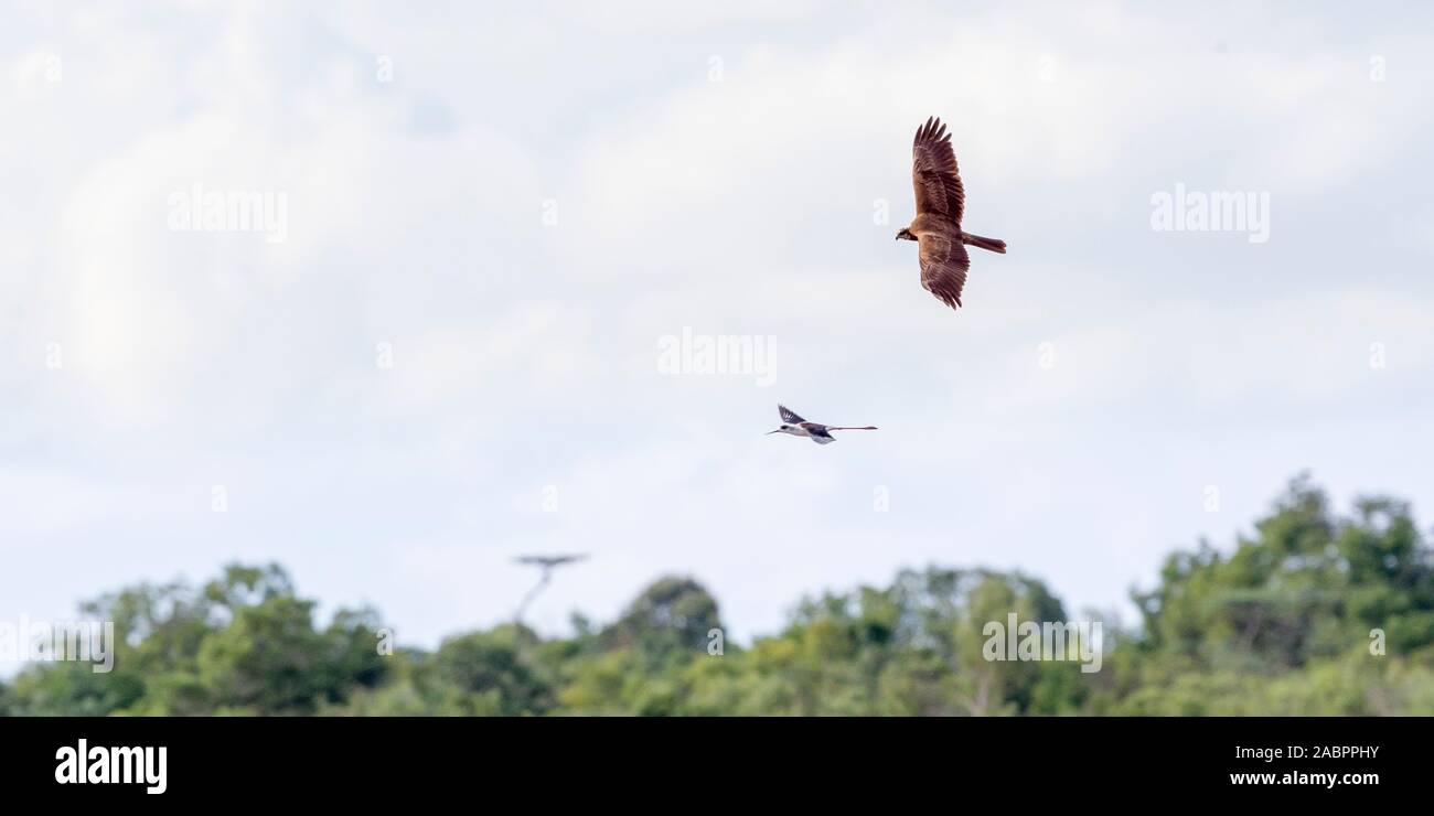 African Marsh Harrier High Resolution Stock Photography and Images - Alamy