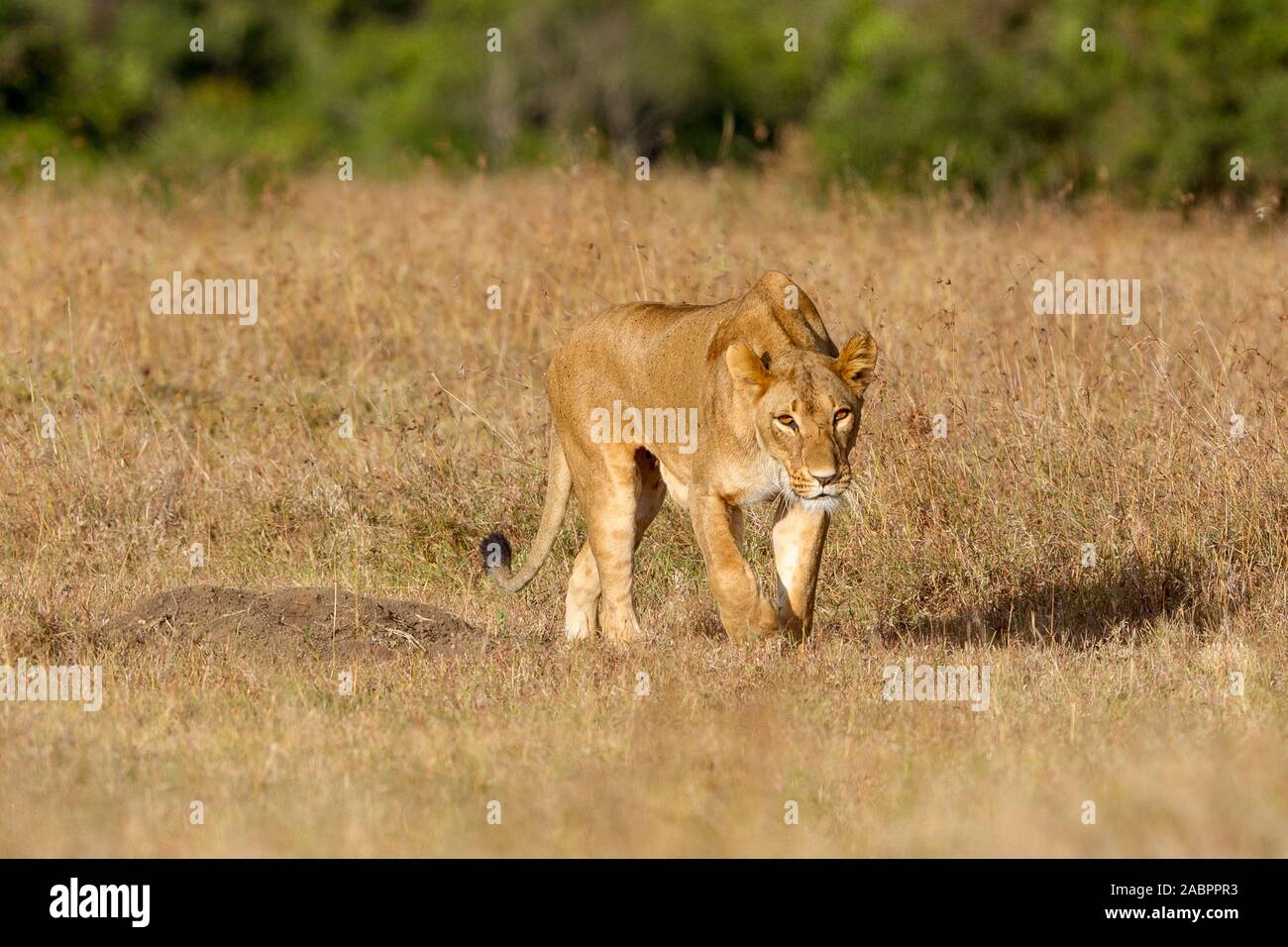 Lioness Hunting High Resolution Stock Photography and Images - Alamy