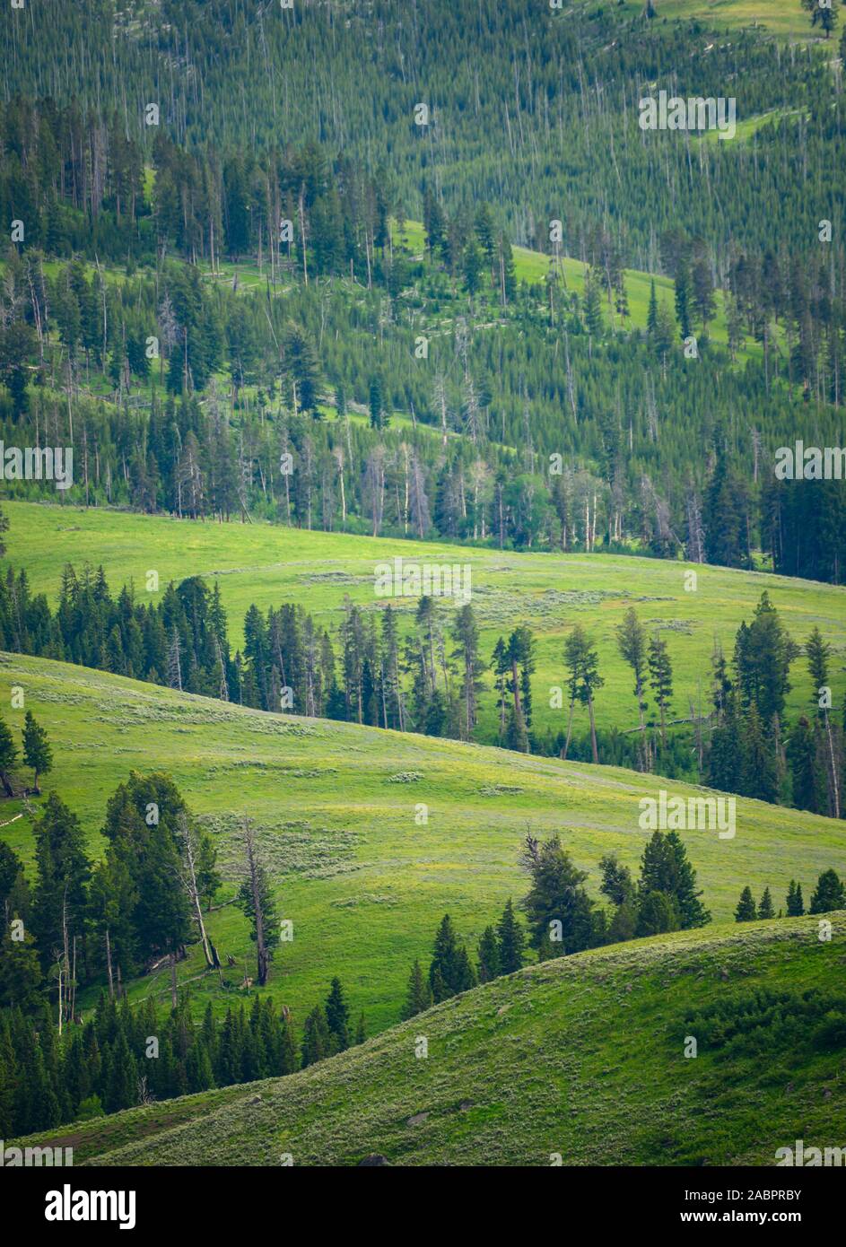 Layers of rolling hills in Yellowstone wilderness Stock Photo - Alamy